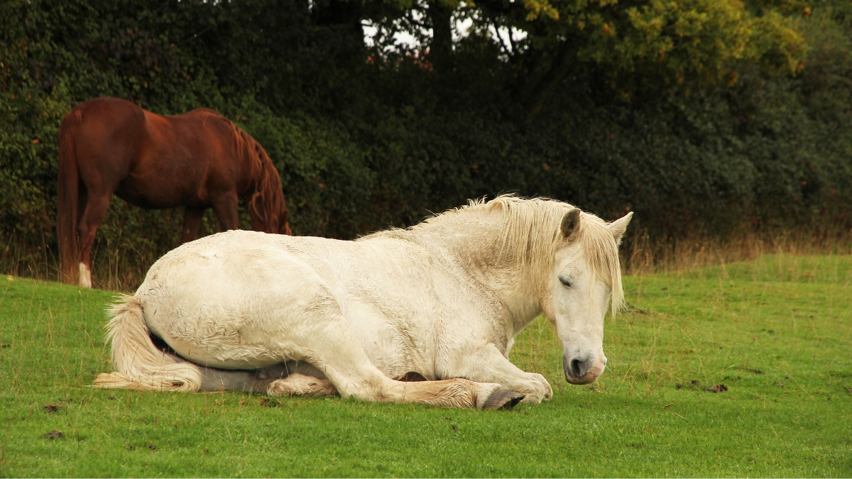 Le traitement de la fourbure chez le cheval - Aquarium tropical pierrefitte